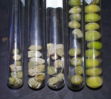 pengertian imbibisi pada biji tumbuhan - Elinotes - Review By Eli Setiawan