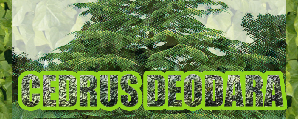 Spreebird wildlife: Cedrus deodara (Deodar Cedar) National Tree of Pakistan