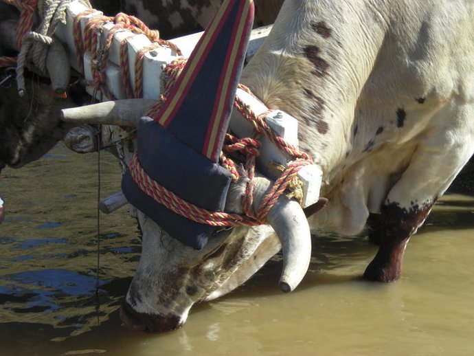 El Rocio y sus sones: yuntas