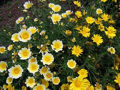 lizjournal ...: Air Bunga : Bunga Chrysanthemum