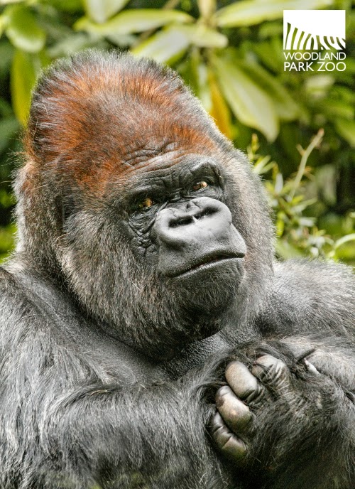 Silverback Gorilla Smiling