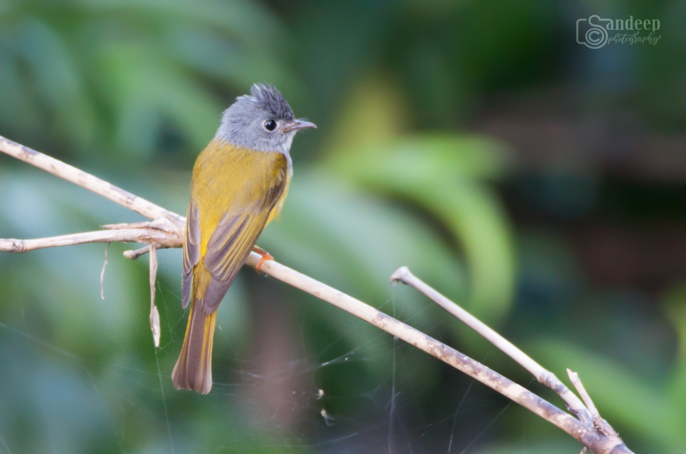 SHARING OPINION: BIRDS OF ARITAR & SIKKIM