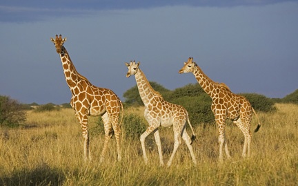 Gambar Jerapah Terbaru | Kumpulan Gambar