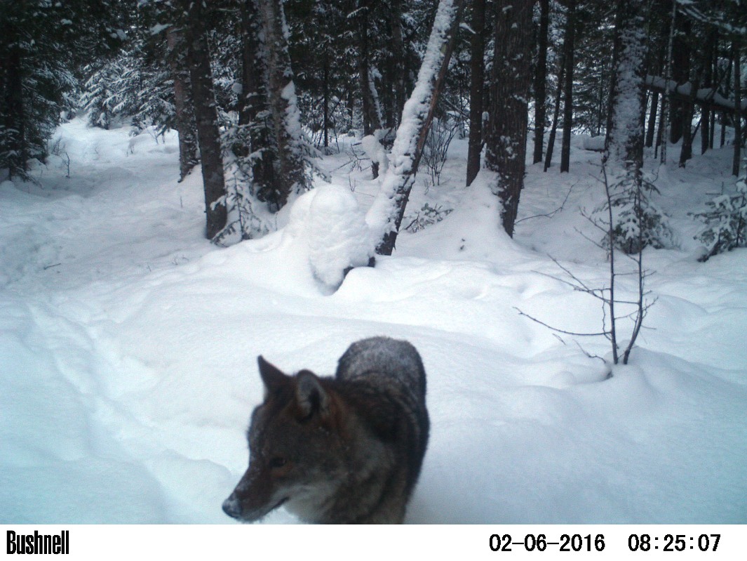Bow Narrows Camp Blog on Red Lake Ontario: Today's timber wolf photos