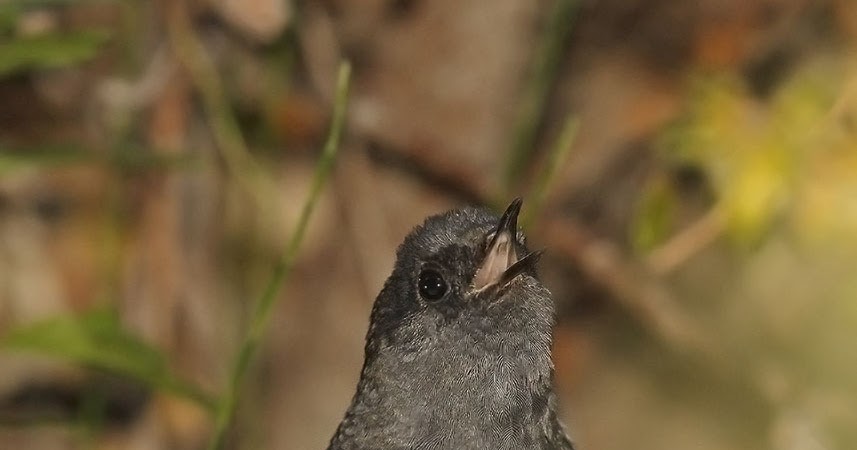 mis fotos de aves: Scytalopus magellanicus Churrín Andino Magellanic Tapaculo