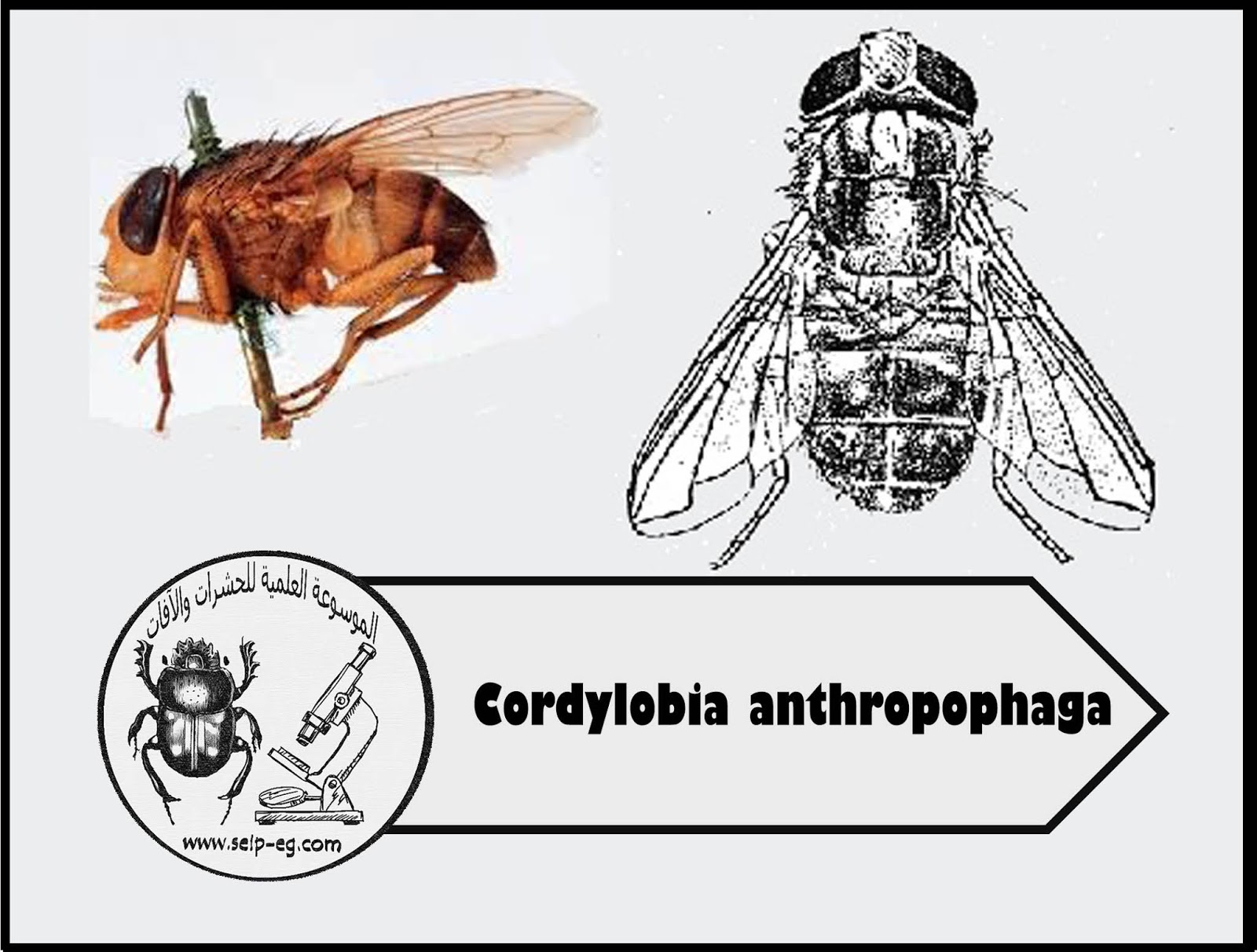 التدويد Myiasis (النَغَف أو داء الدودة الحلزونية )