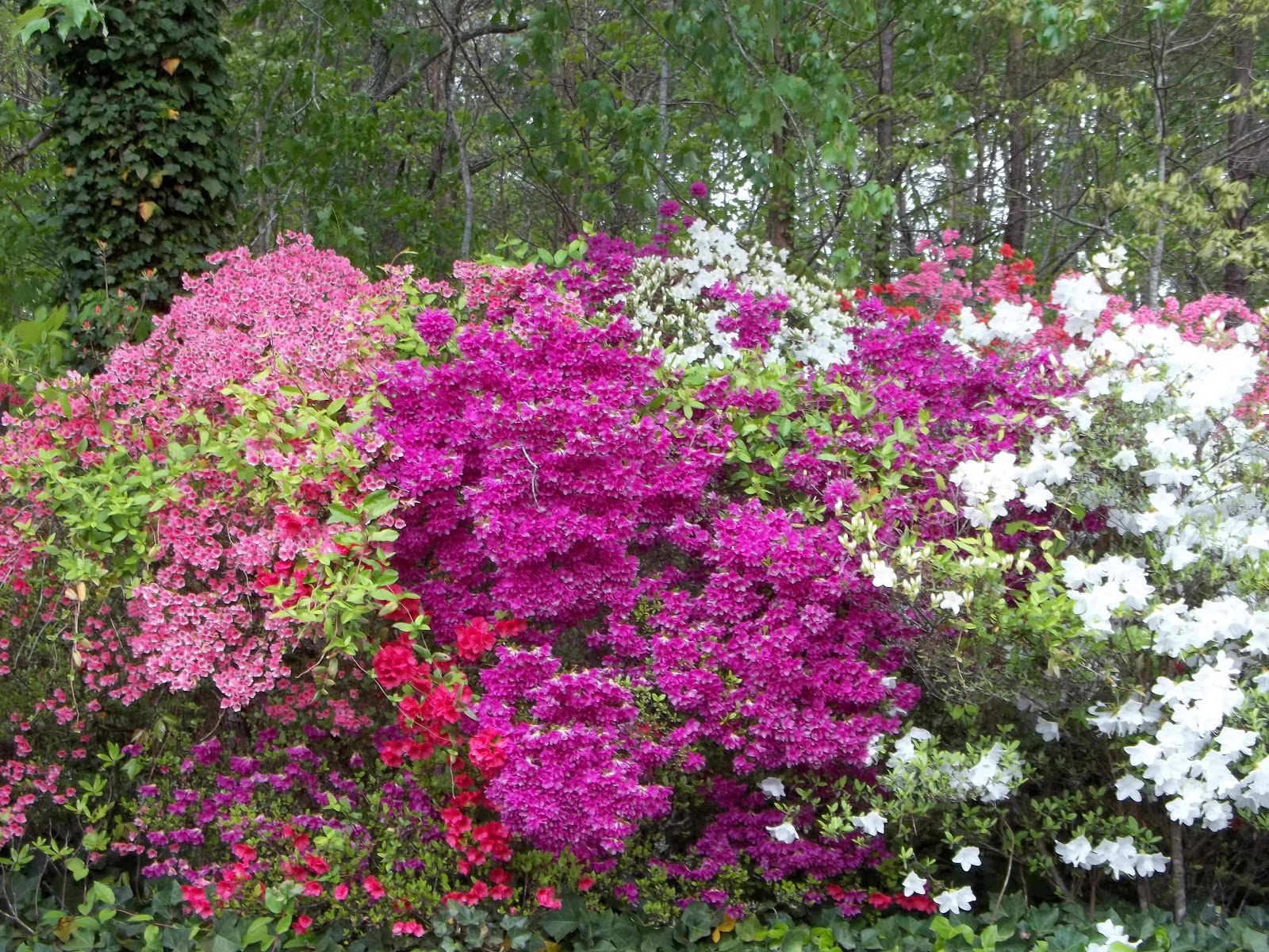 Blue Ridge Poet: AZALEAS