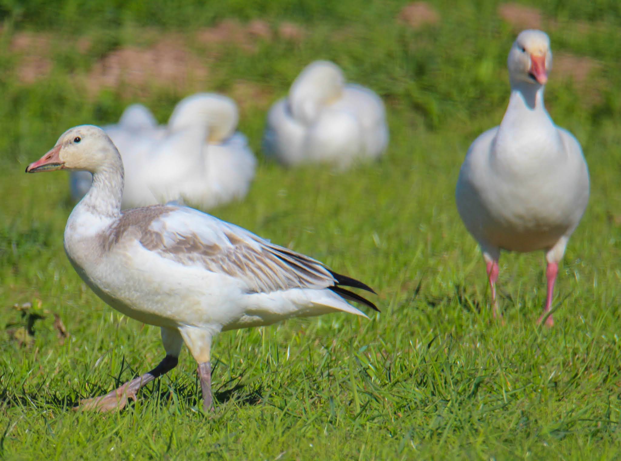 Cannundrums: Lesser Snow Goose - Blue Morphs and Other Variations