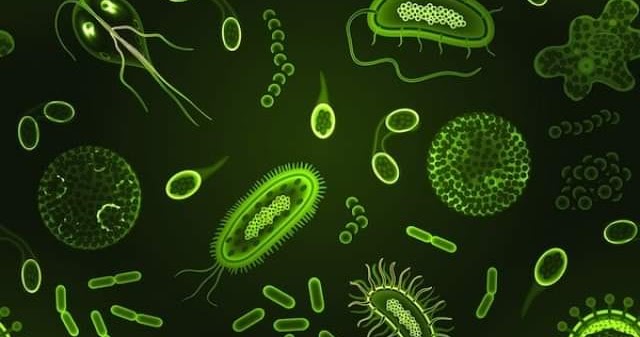 Longest evolutionary staSis in Bacteria (prokaryotes never evolved )