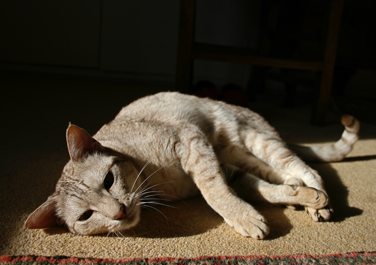 George Online Cat. Author and Behaviourist.: cats train humans