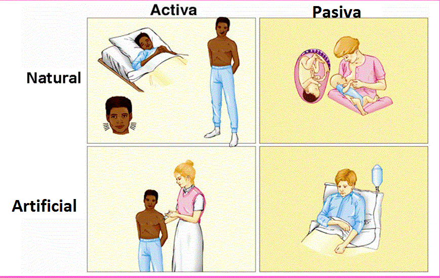 Inmunidad 6: Tipos de Inmunidad