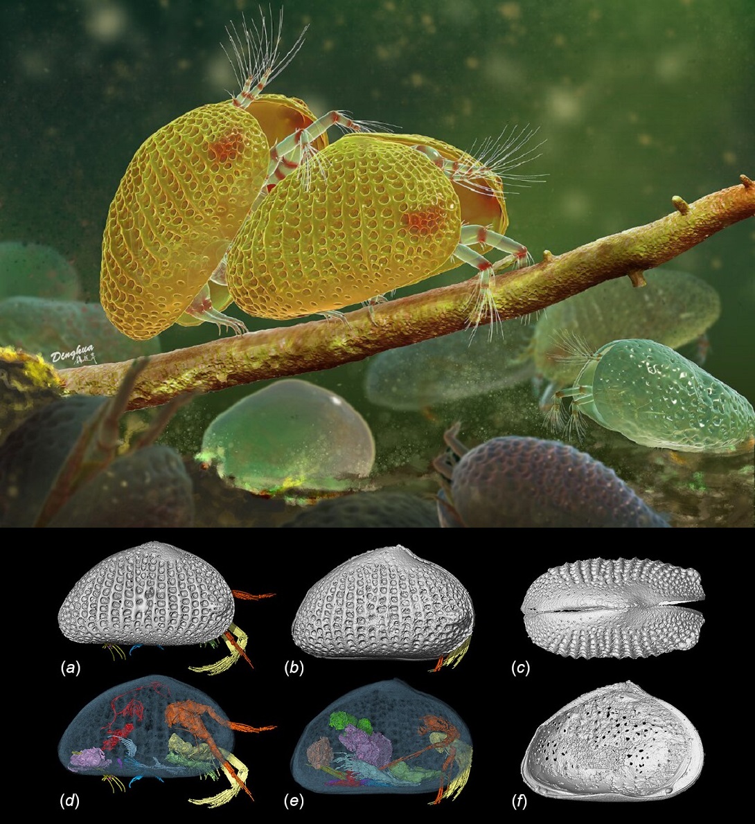 Species New to Science: [Paleontology • 2020] Myanmarcypris hui ...