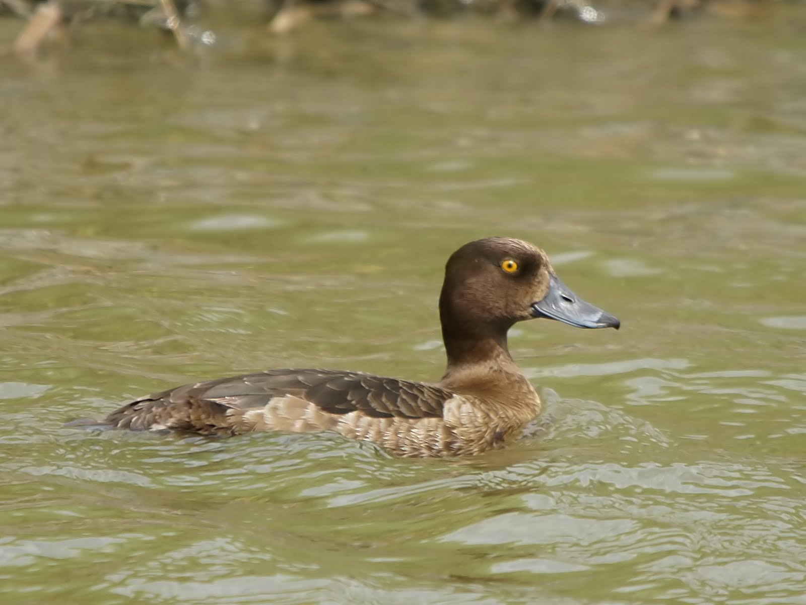 Mini Fazenda: Especial patota 2!!