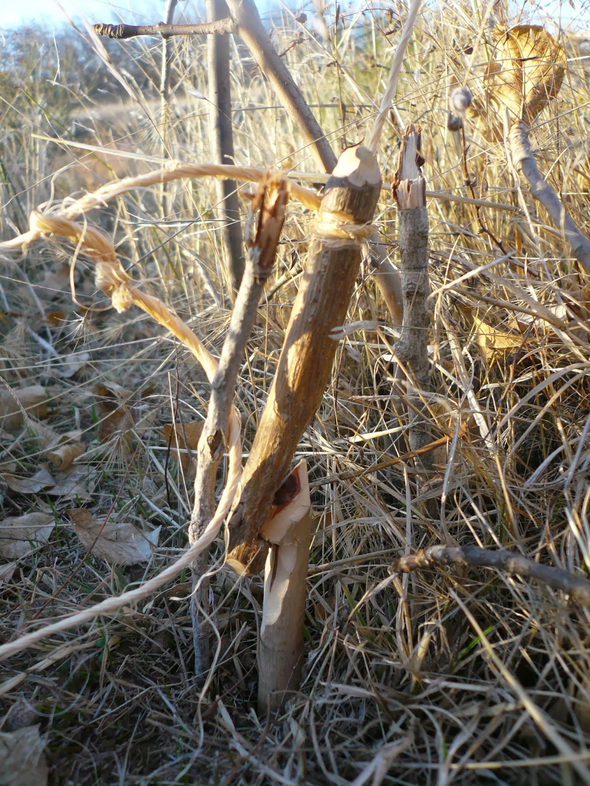 Countryman: Foraging California's Wild Side: Snares and Traps from ...