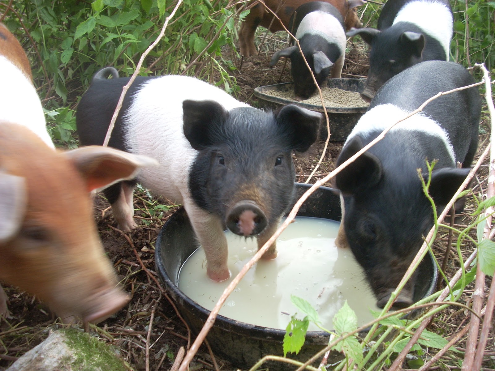 Breaking Soil: Pigs are Cool