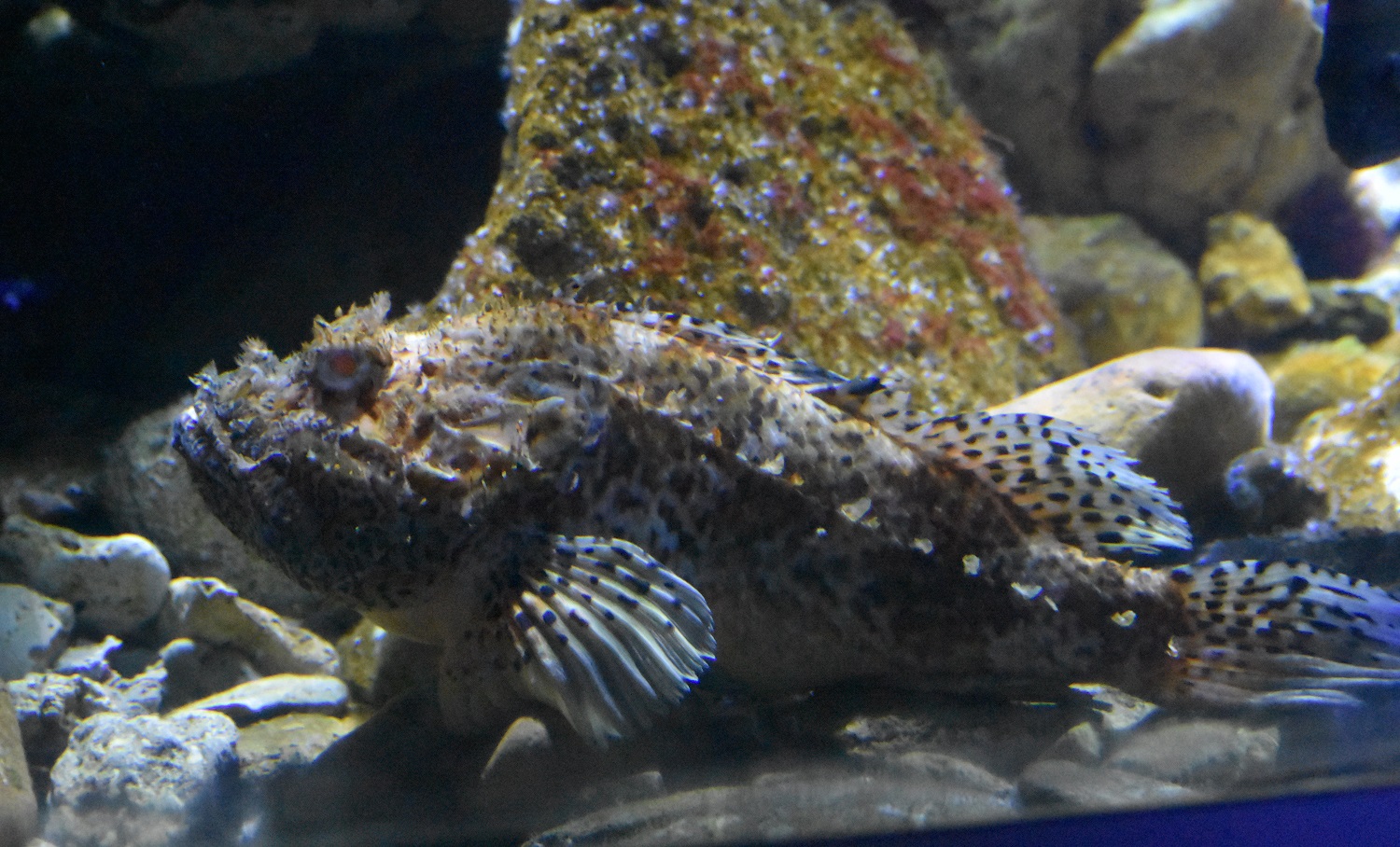 ZOOTOGRAFIANDO (6.100 ANIMALS): RASCACIO / BLACK SCORPIONFISH ...