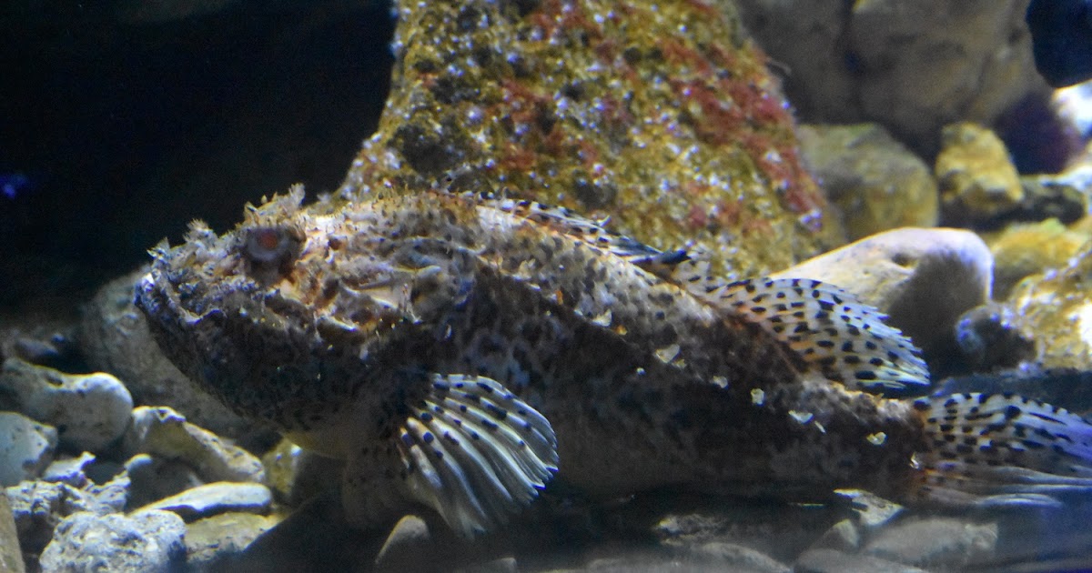ZOOTOGRAFIANDO (6.100 ANIMALS): RASCACIO / BLACK SCORPIONFISH ...