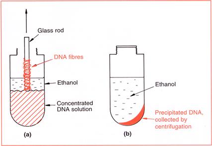 [Purification of DNA from Living Cells] Total cell DNA의 분리 - 2부