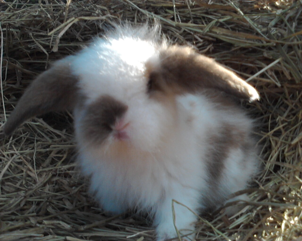 COELHÁRIO ENCHANTRESS ***MINI COELHOS***: FILHOTES MINI LION HEAD E ...