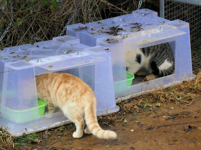 How to Build a Feeding Station for Community Cats | Lola The Rescued Cat