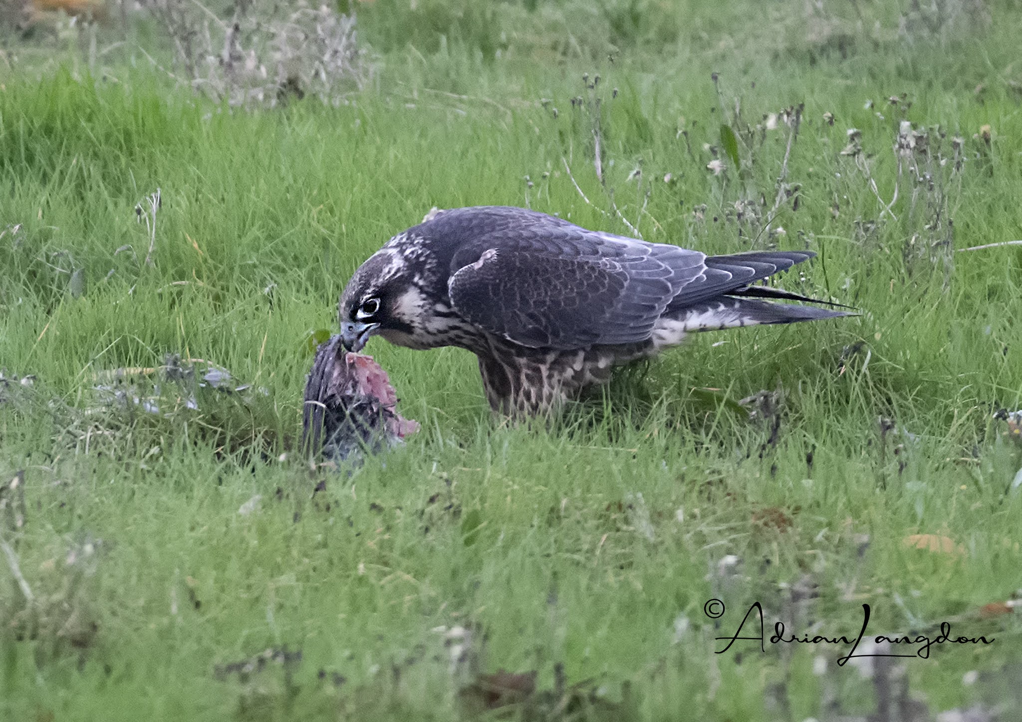 images-naturally!: Peregrine Falcon on a Lapwing "kill". Camel estuary ...