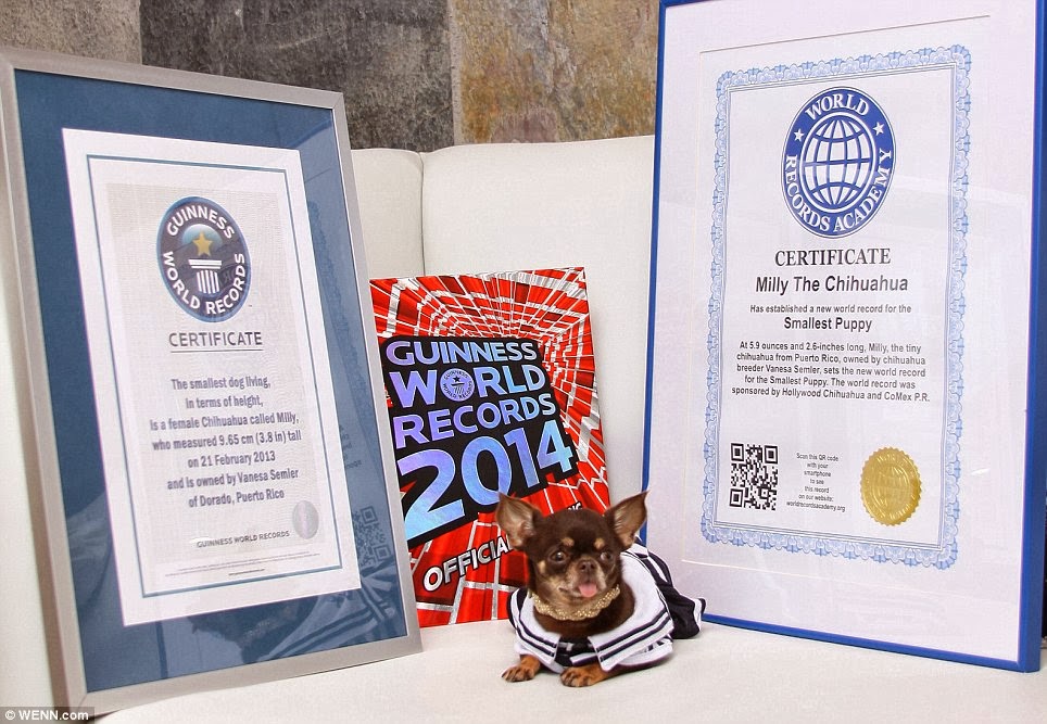 Tiny Chihuahua Milly Crowned World’s Smallest Dog By Guinness World ...