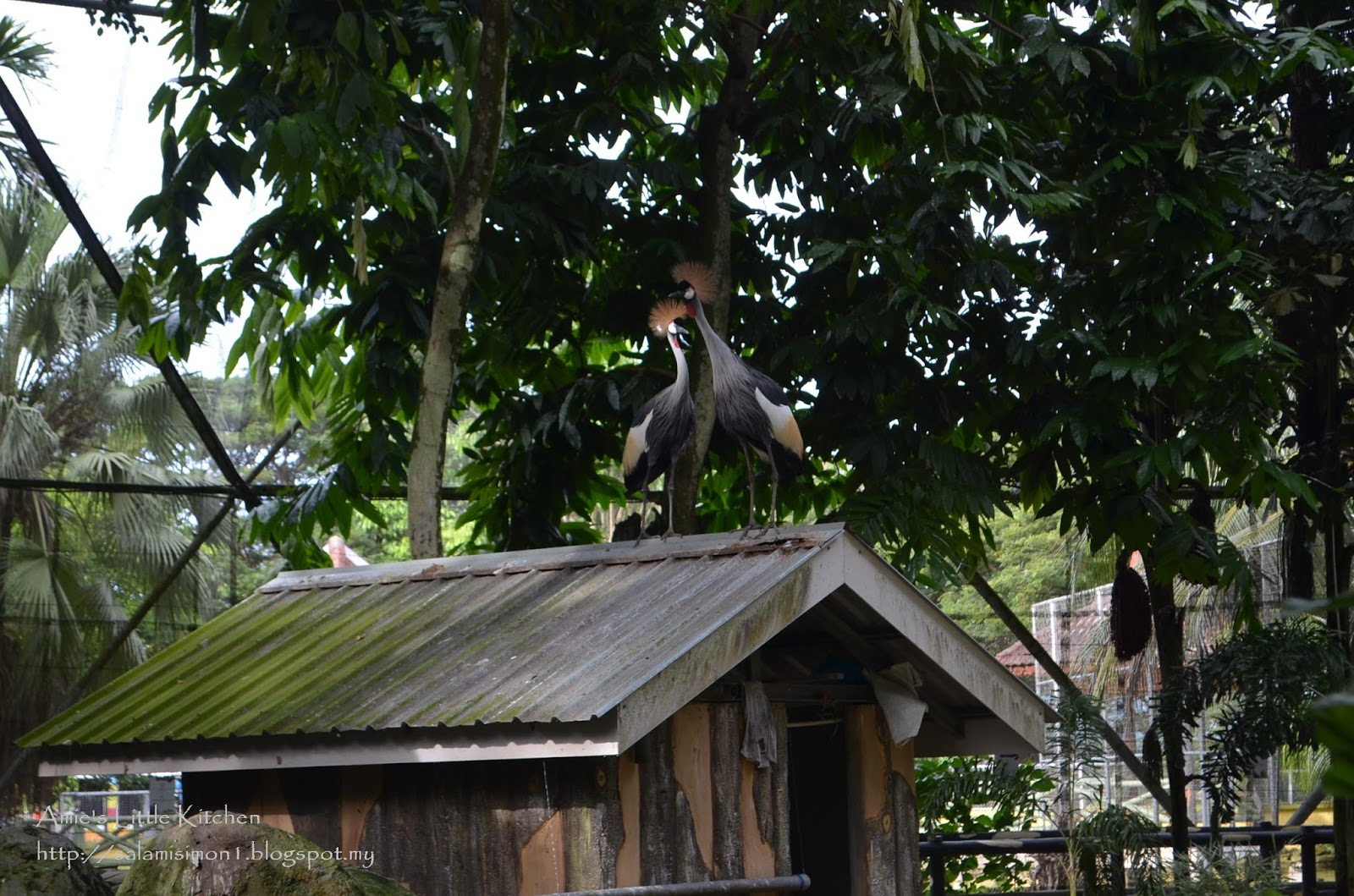 Taman Burung Labuan ( Labuan Bird Park) - Amie's Little Kitchen