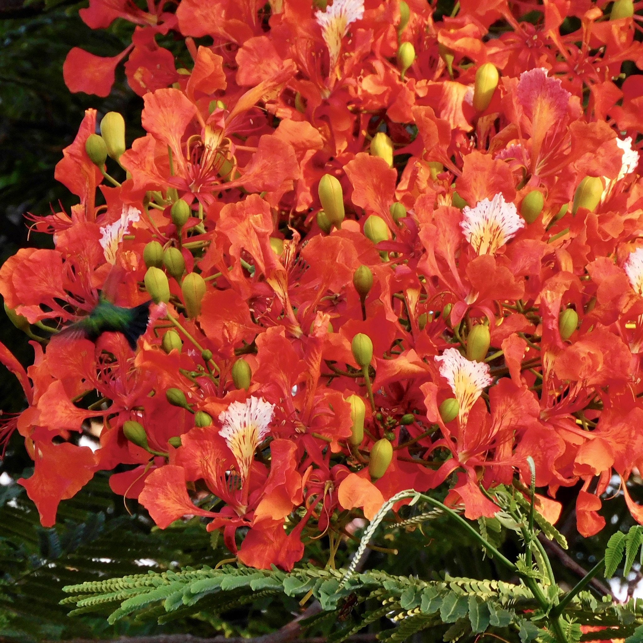 Hiking Curaçao - Flora and Fauna: Flamboyant. Delonix regia.
