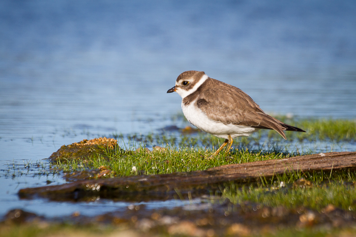 Whimbrel Nature: The Secret Lives Of Peeps