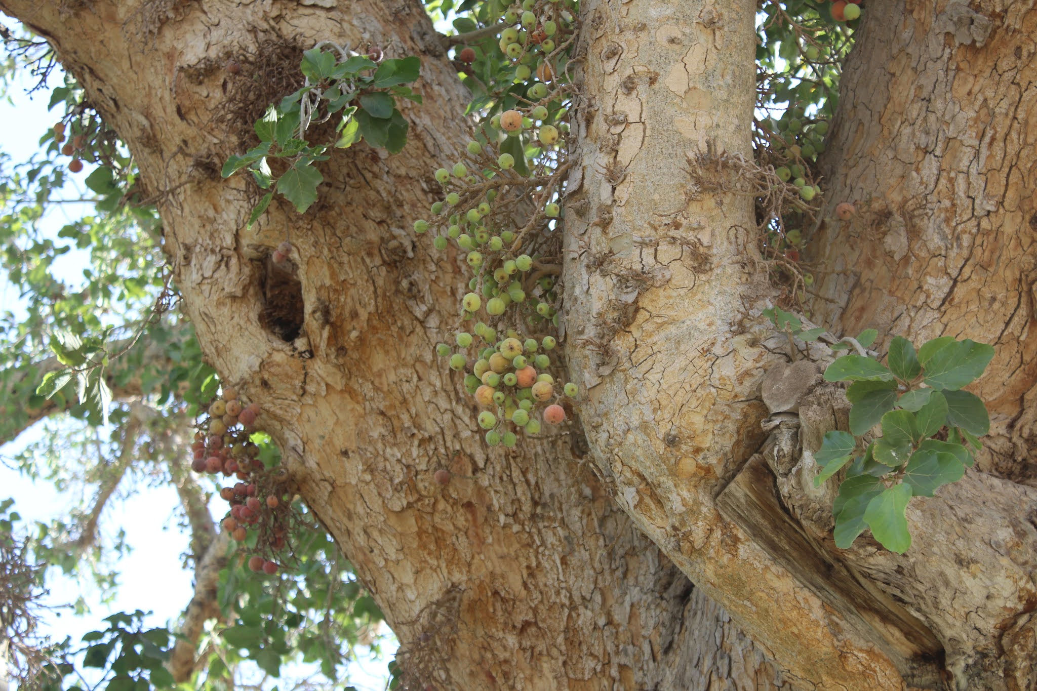ESSENCE OF ROCK : A Famous Sycamore Tree