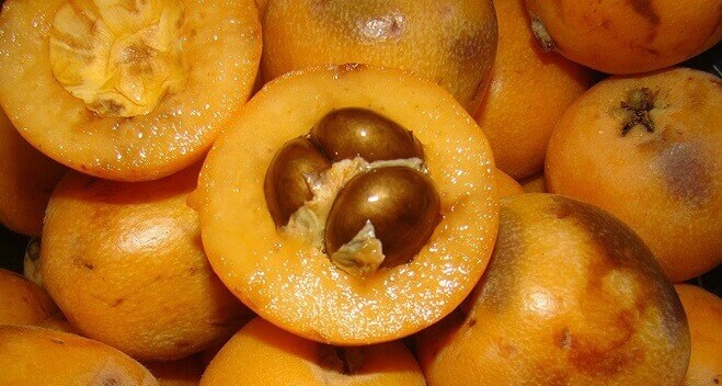 MUŠMULA I NJEZINA LJEKOVITA DEJSTVA – zdrava i ljekovita poslastica ...