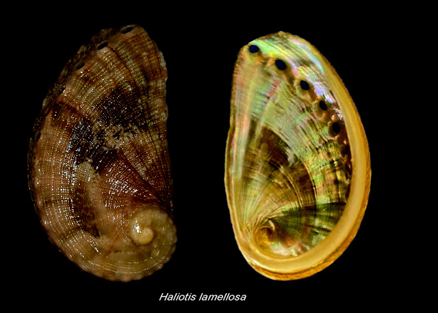 MALACOLOGÍA MEDITERRÁNEA: Haliotidae
