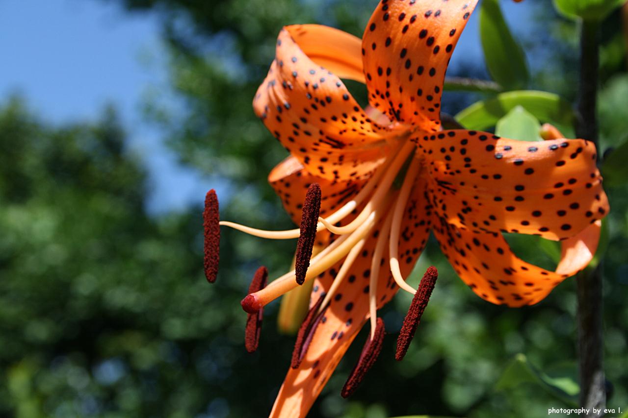 EVA'S WELT: Die Tigerlilie blüht