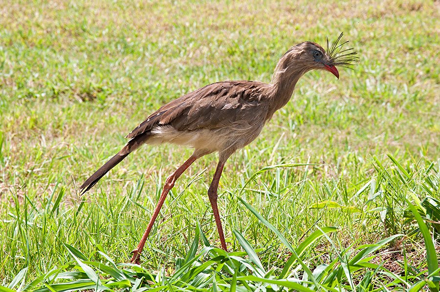 foto photo Фото 写真 снимка 照片 fotoğraf hình ảnh: SIRIEMA e/ou SERIEMA