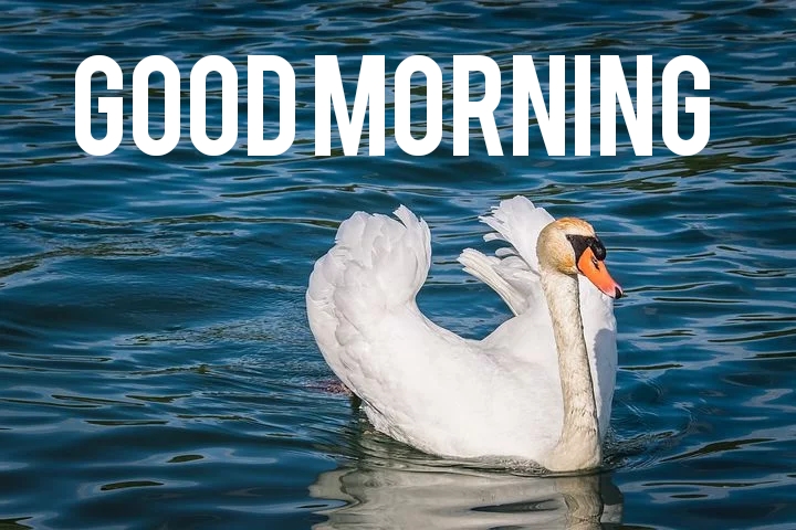 Top 10 Good Morning Images greating Pictures,Photos for Whatsapp ...