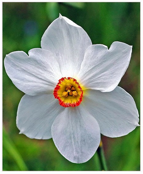 NERGİS(Narcissus) BAKIMI | Çiçek Bakımı, Çiçek Çeşitleri, Çiçek Türleri ...