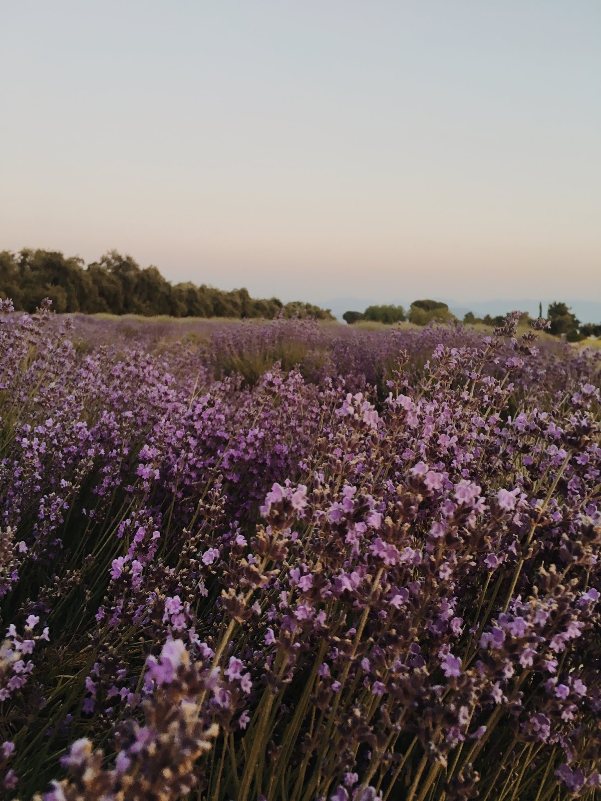 Lavender Fields Forever | StephC
