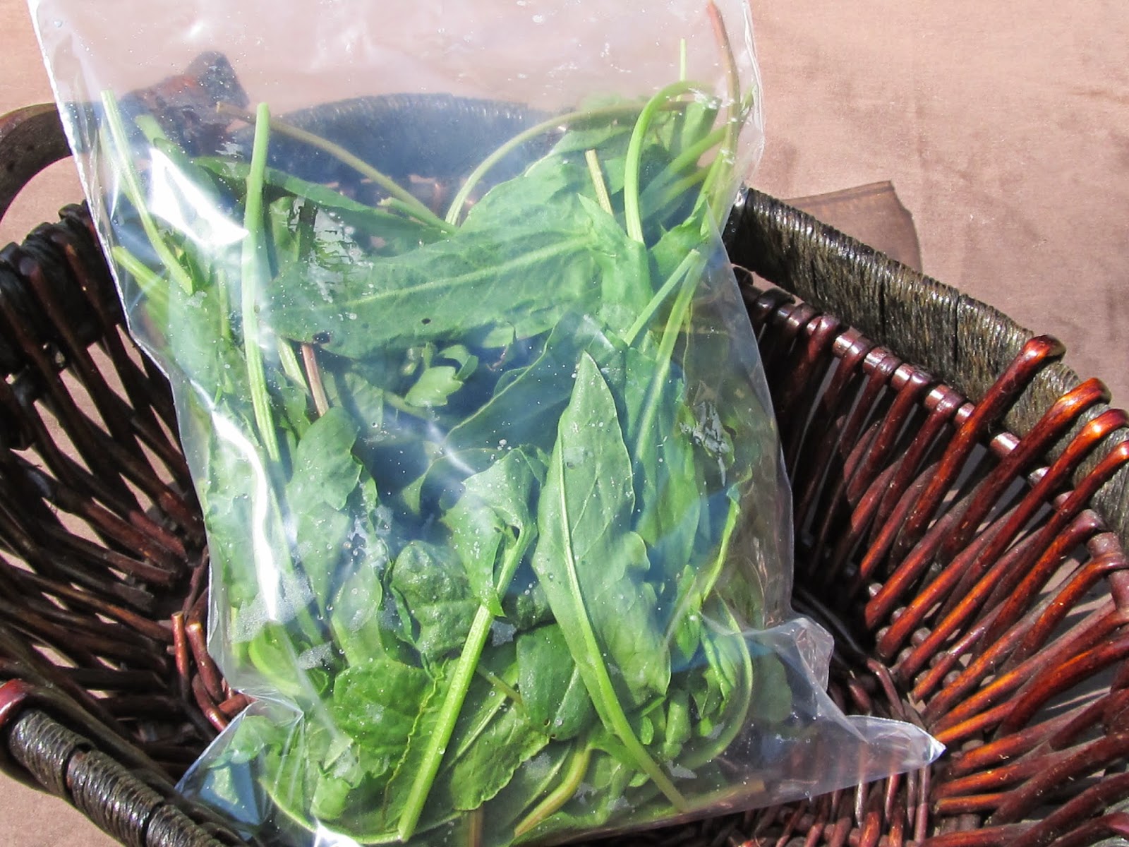 Harmony Valley Farm: Vegetable Feature: Sorrel