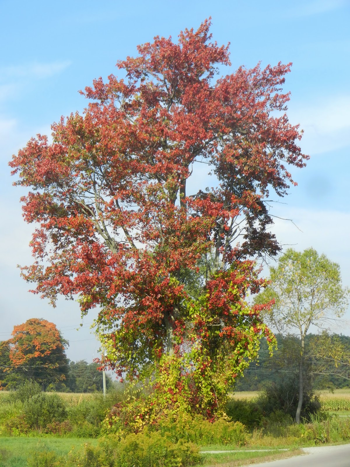 vicarious travelling: My "Hunt for Red October"