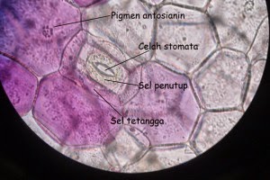 tipe stomata
