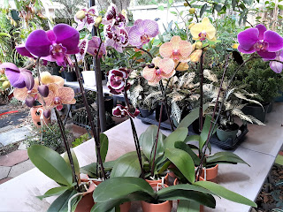 HeyPlantMan! Exotic Tropical Plants from St. Pete FL: Plant ...