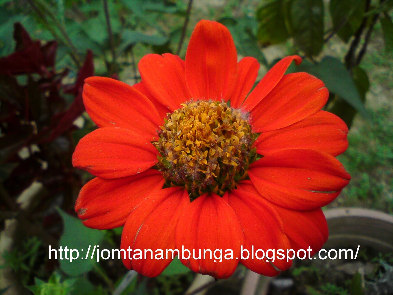 JENIS-JENIS BUNGA: Yang Mati Hidup Semula