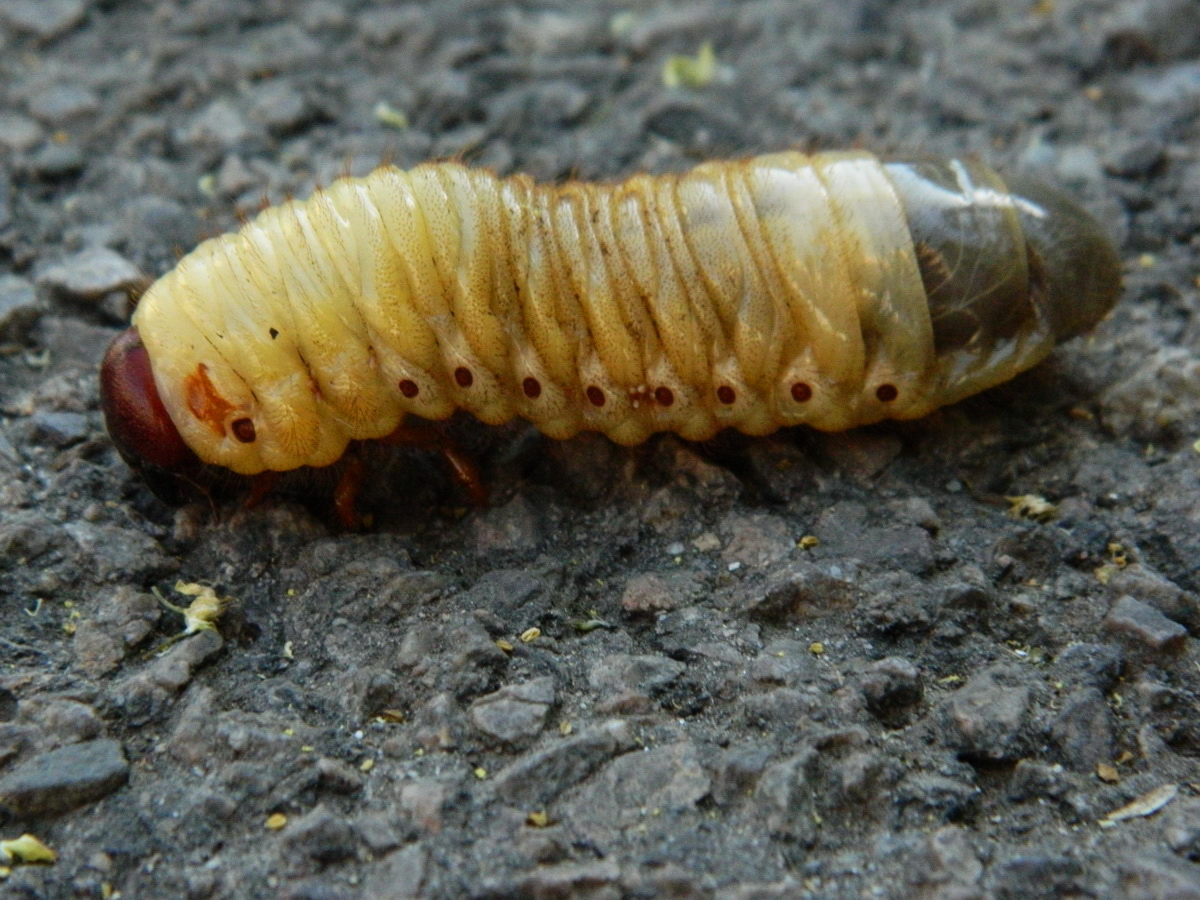 LA MULTI ANI, ROMANIA!: Vierme gras