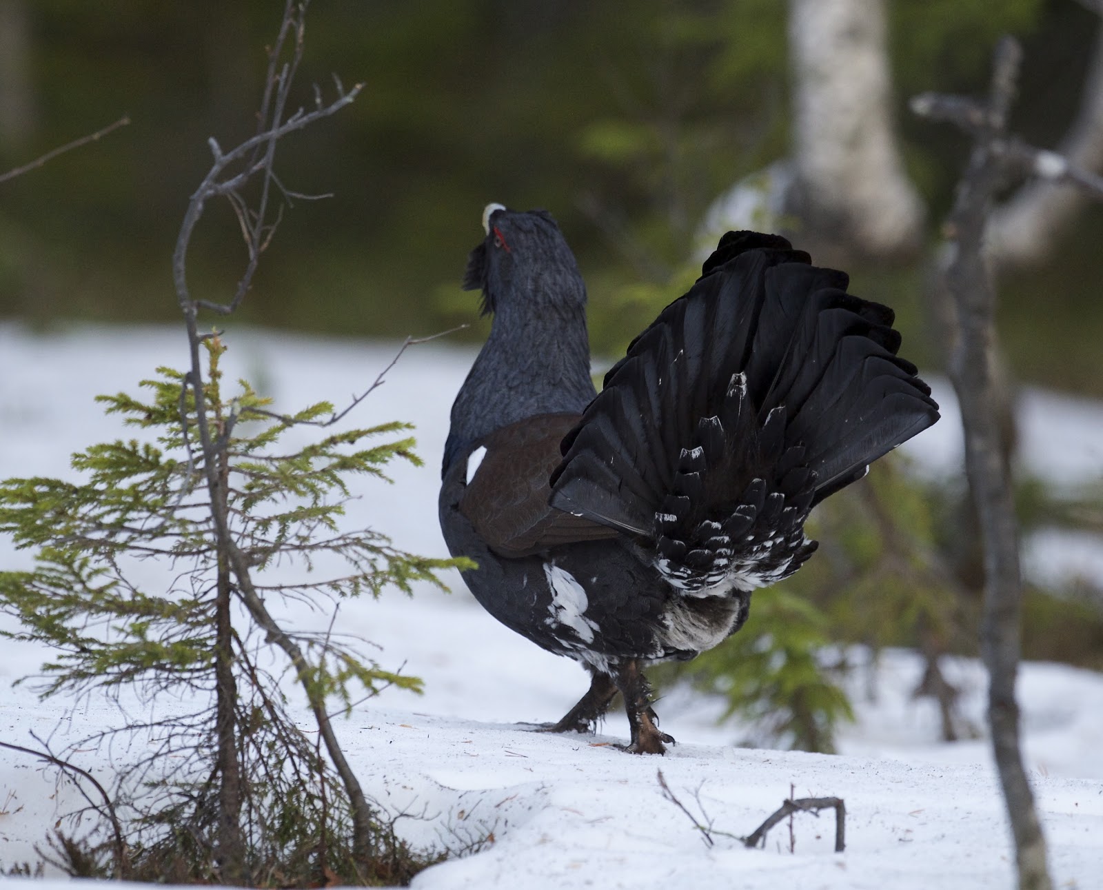 Naturfoto Einar Hugnes: Bare en tiur i "sentrum" av leiken