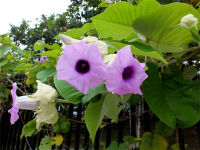 ELEPHANT CREEPER (Argyreia nervosa Burm) ~ Afya Na Kiasi