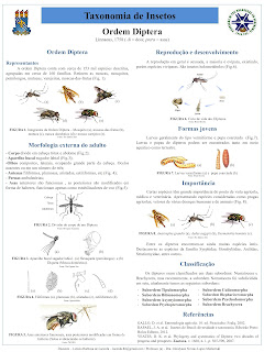 Taxonomia de Insetos: Diptera