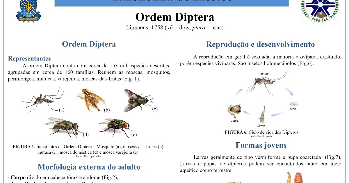 Taxonomia de Insetos: Diptera
