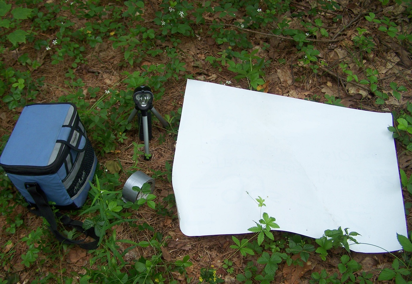 What Lives in my Yard?: Using Light Traps to Catch Insects