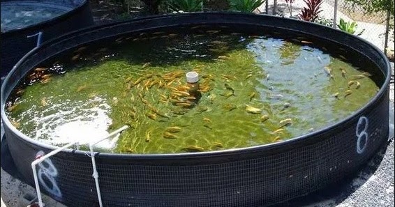 1. Introduction to Biofloc Technology ~ Ind Biofloc Fish Farming