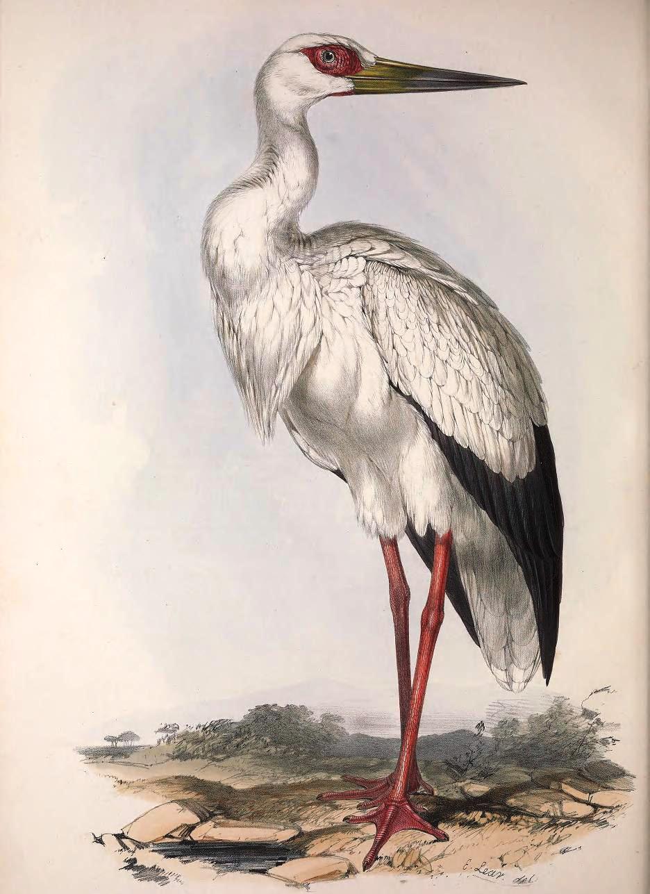 HISTORIAS ZOOLOGICAS: LA CIGÜEÑA TUYANGO (Ciconia maguari) Y ERNEST ...